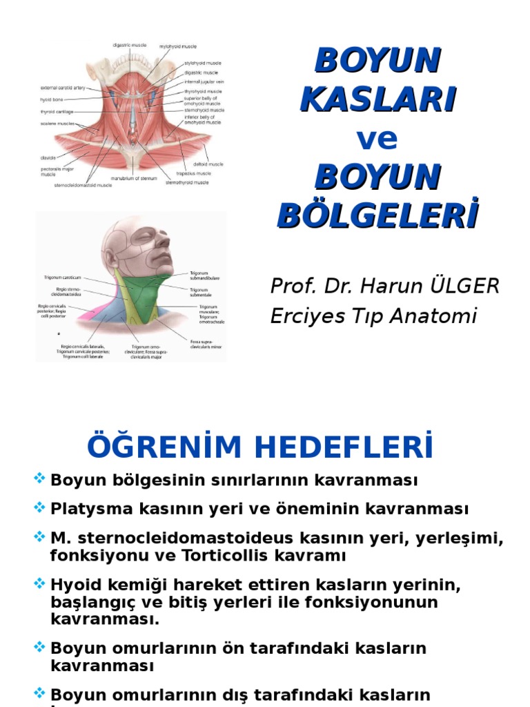 Dönem II Boyun Kaslari Ve Boyun Bölgeleri̇ | PDF