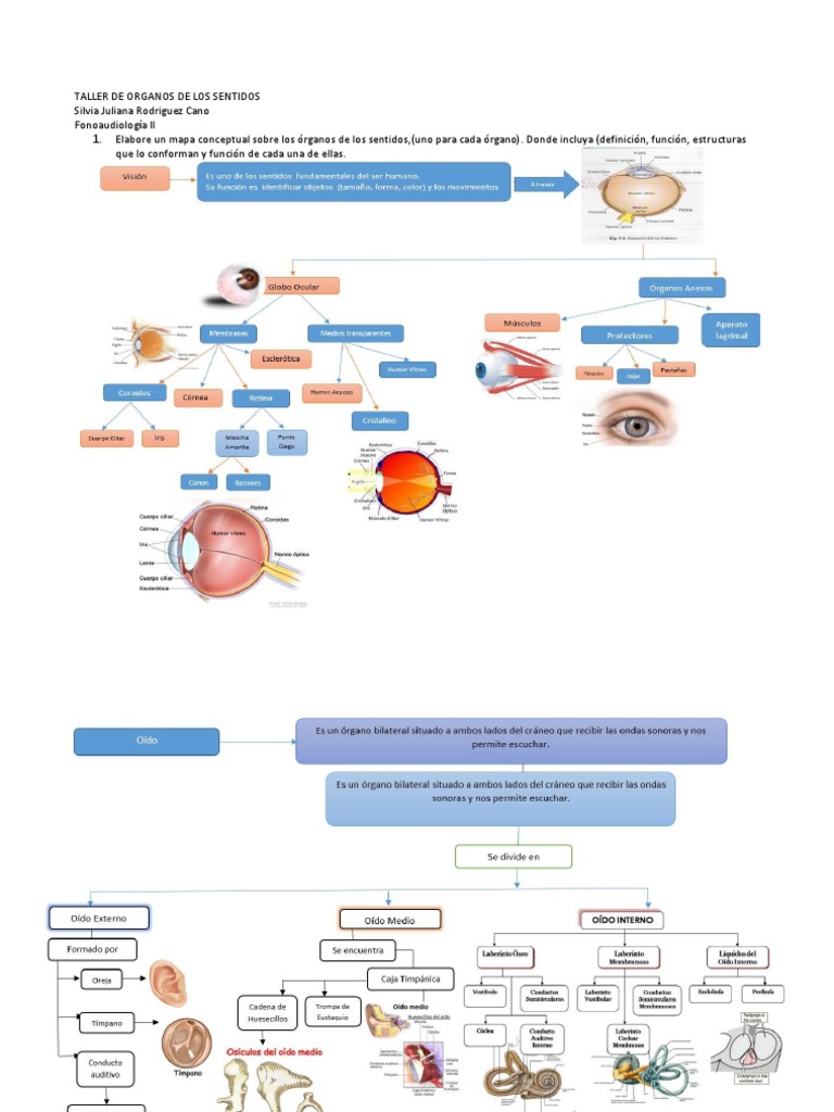 Taller de Organos de Los Sentidos | PDF | Percepción visual | Ojo humano