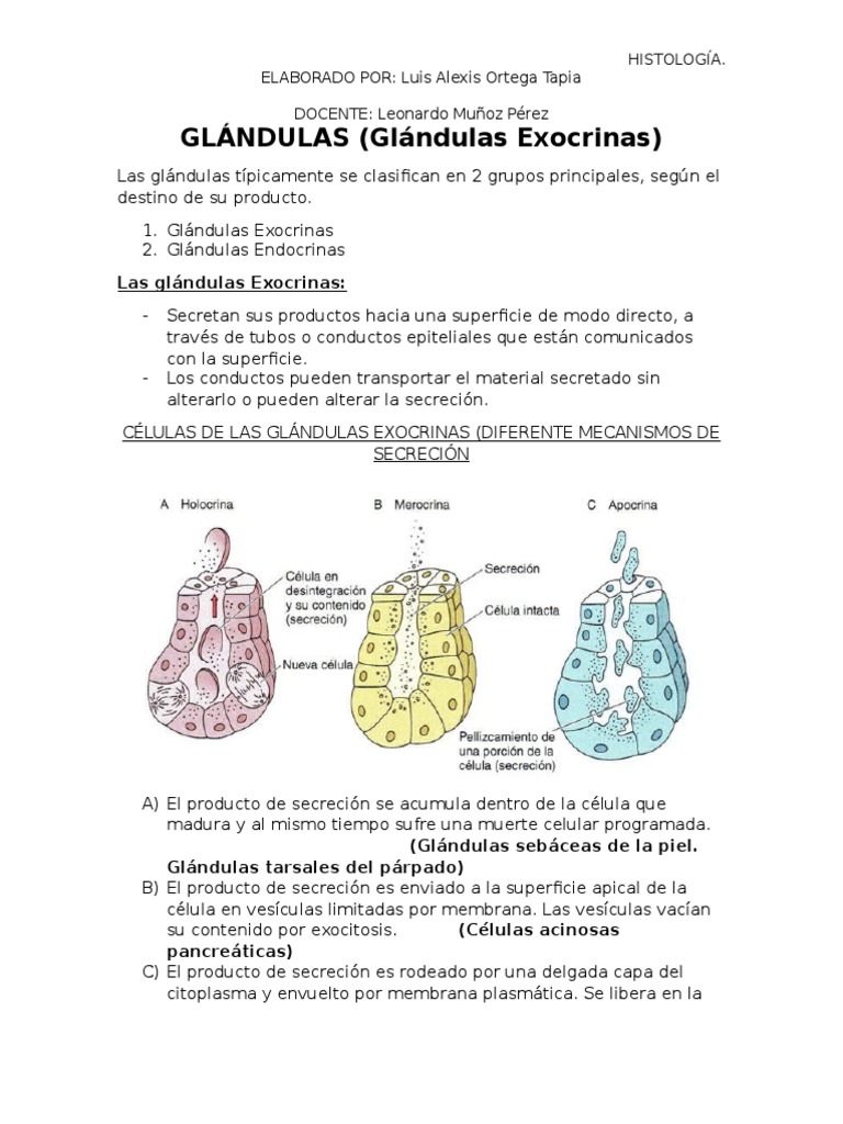 Glándulas Exocrinas | PDF