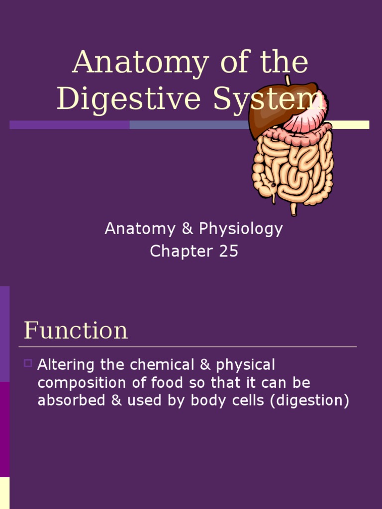 Anatomy of The Digestive System | PDF | Tongue | Stomach