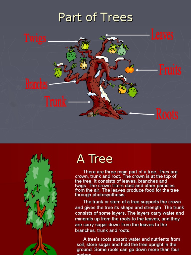 Tree Structure and Functions Explained | PDF | Trees | Leaf