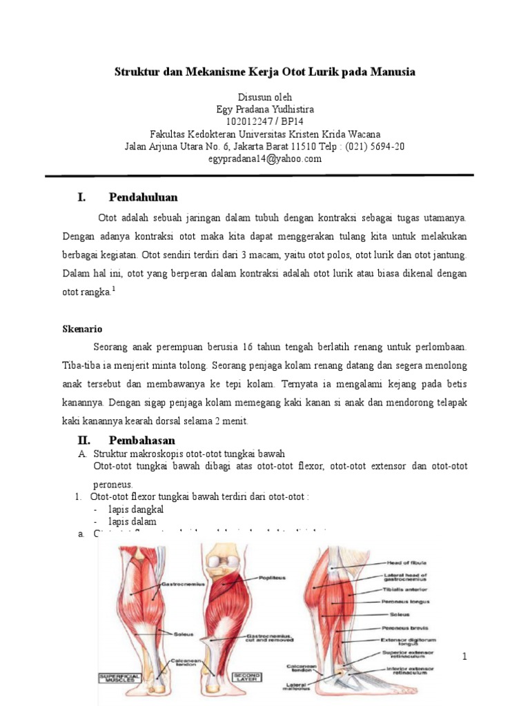 Kram Otot Blok 5 | PDF