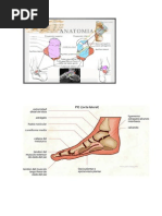 Anatomía del Maléolo Interno del Tobillo | PDF | Tobillo | Anatomía del ...
