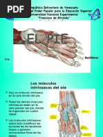 Inervación Del Pie | PDF | Dedo del pie | Pie