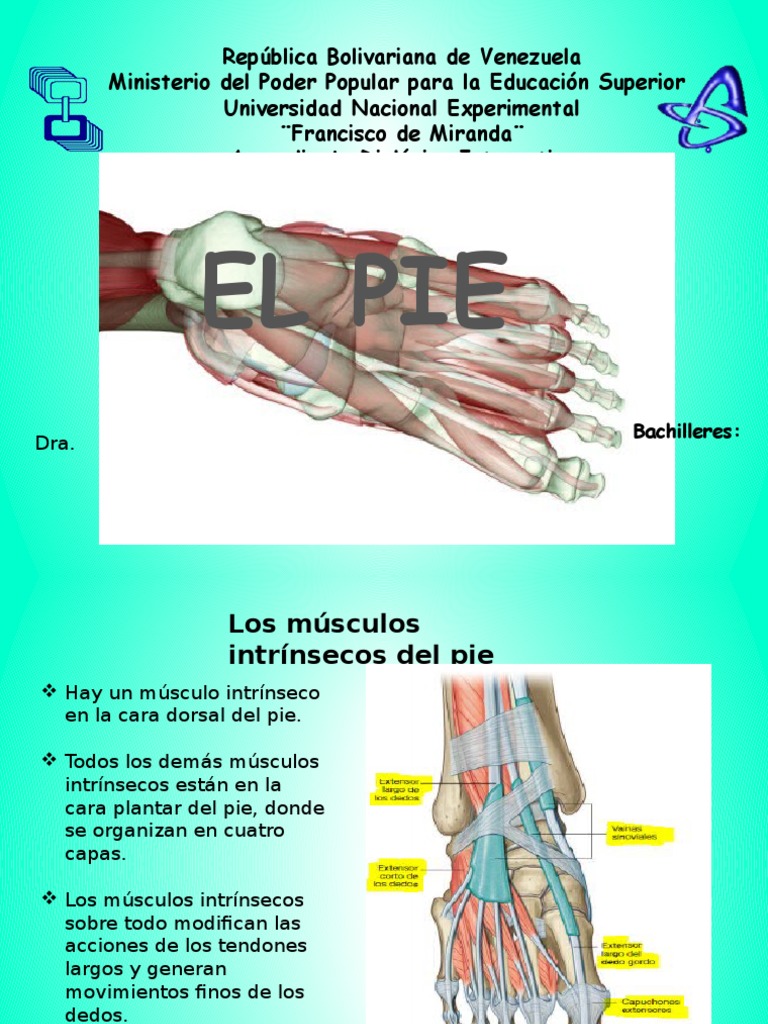 Músculos Del Pie | PDF | Pie | Anatomía del miembro inferior