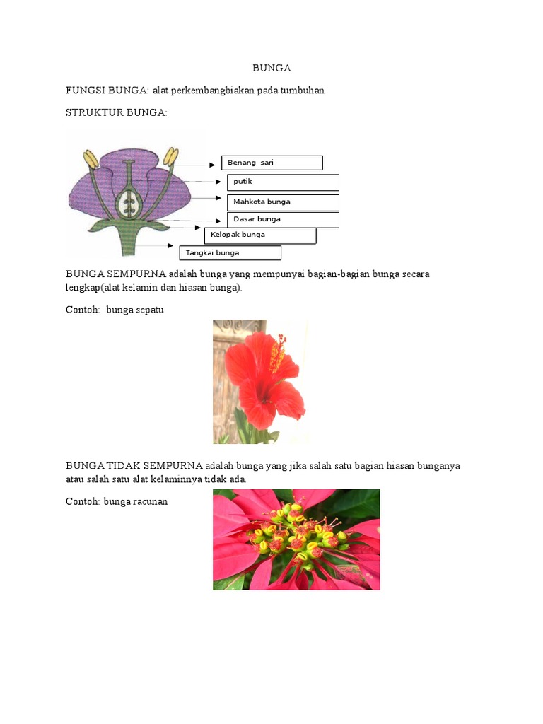 50+ Gambar Bunga Sepatu Dan Bagian Bagiannya Serta Fungsinya Terbaru ...