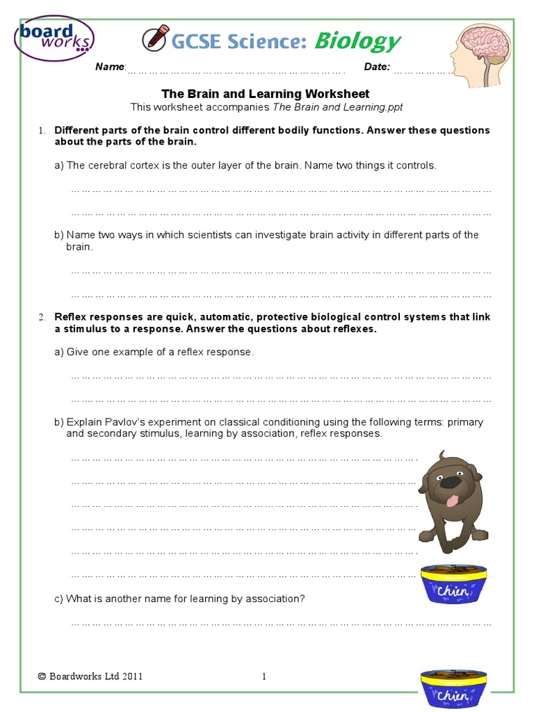 The Brain and Learning Worksheet | PDF | Neurobiology | Brain