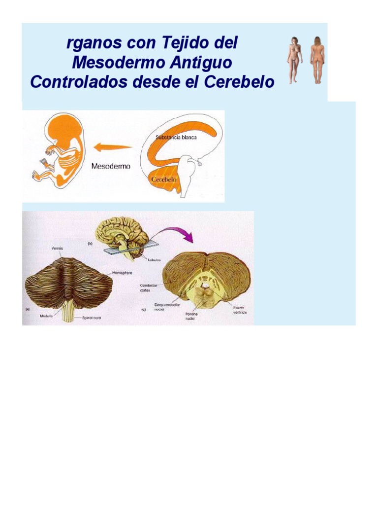 Organos Con Tejido Del Mesodermo Antiguo | PDF | Piel | Abdomen