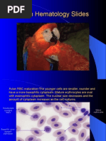 Interpreting IDEXX ProCyte Dx Dot Plots | PDF | White Blood Cell ...