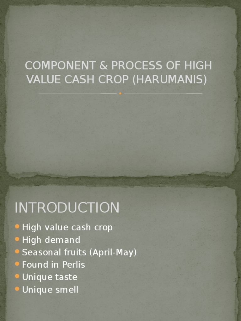 Harumanis: A High-Value Cash Crop | PDF