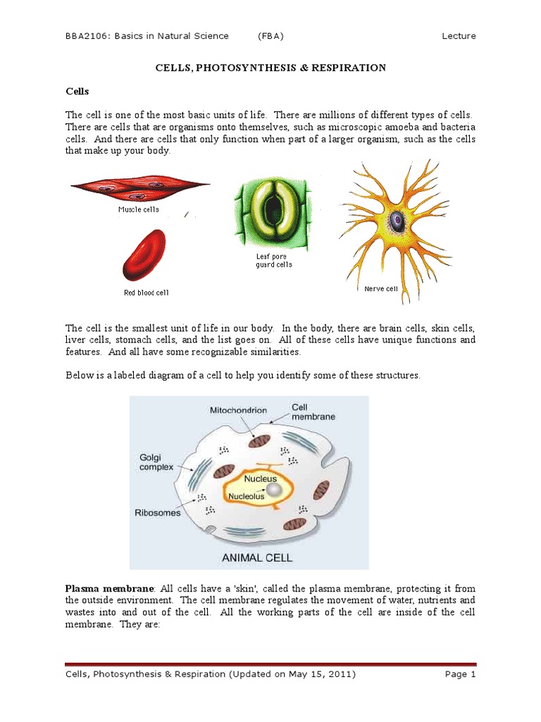 Cells, Photosynthesis & Respiration Guide | PDF | Cell (Biology ...