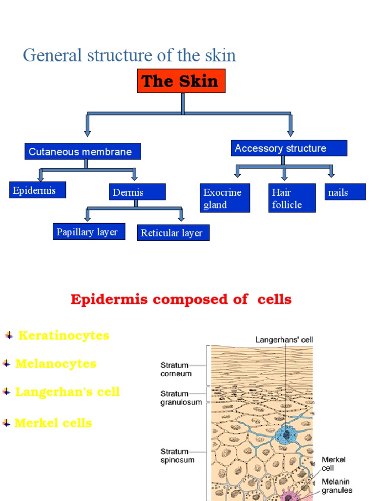 Skin Structure and Functions Overview | PDF