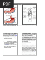 Chest X-Ray Template | PDF | Lung | Thorax