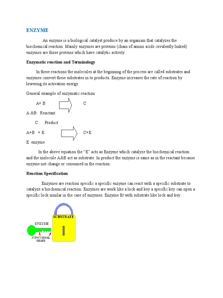 Enzyme: Enzymatic Reaction and Terminology | PDF | Enzyme | Catalysis