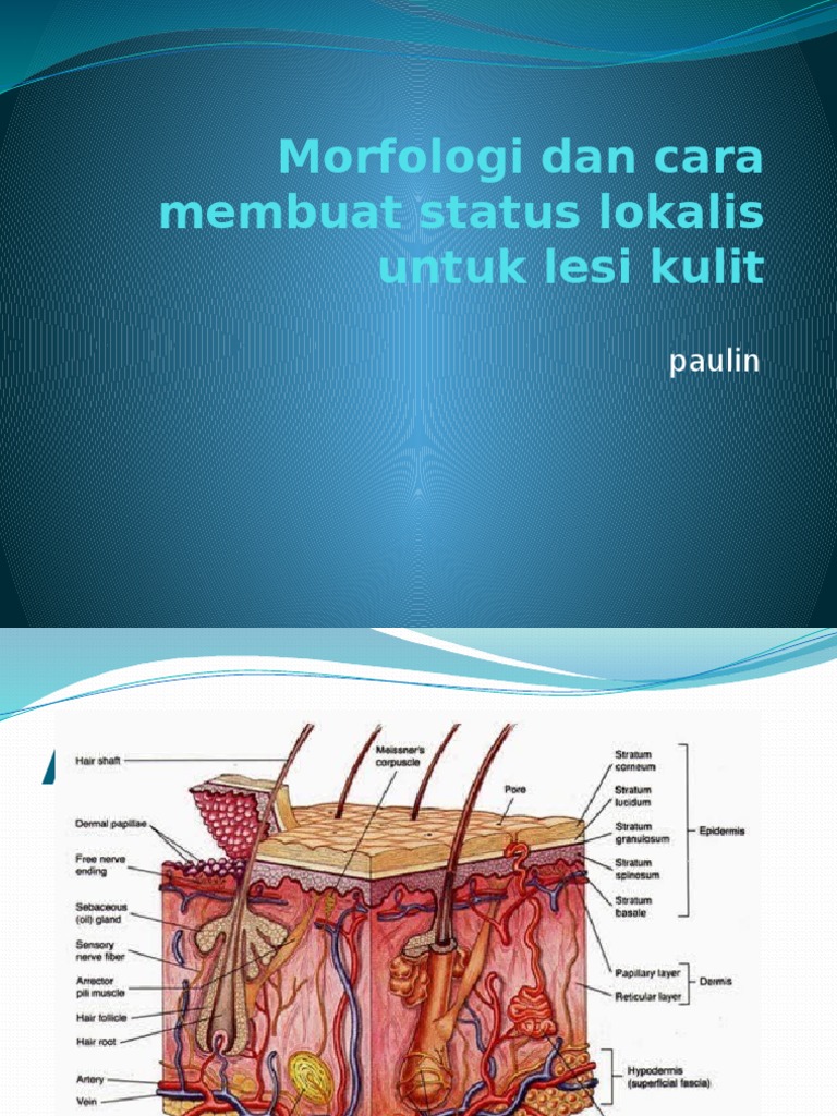 Morfologi Dan Cara Membuat Status Lokalis Untuk Lesi Kulit | PDF