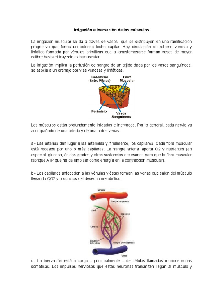 Irrigación e Inervación Muscular | PDF | Axon | Músculo