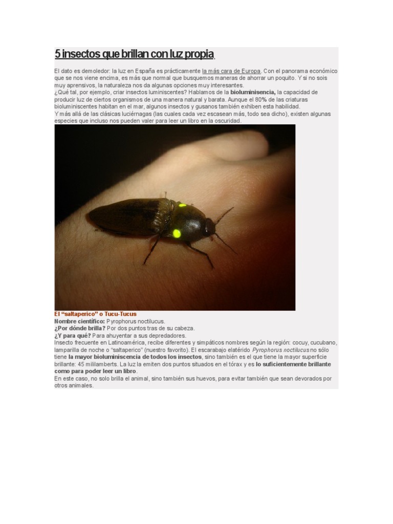 5 Insectos Que Brillan Con Luz Propia | PDF | Naturaleza