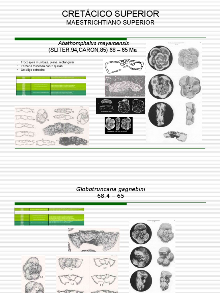 Globotruncana en el Cretácico Superior | PDF | Science | Geología