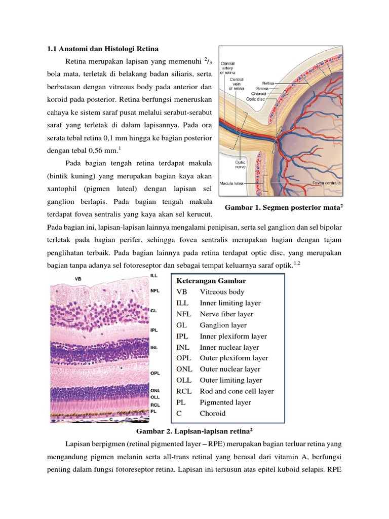 Anatomi Dan Histologi Retina | PDF