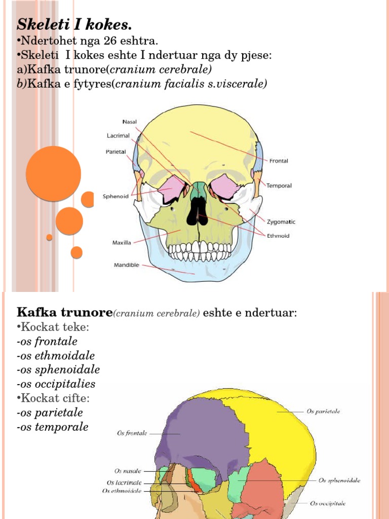 Skeleti I Kokes | PDF