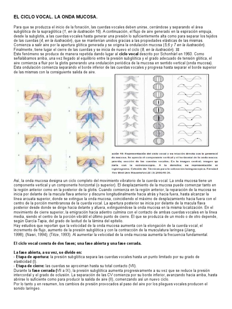 El Ciclo Vocal | PDF | Cartílago | Músculo