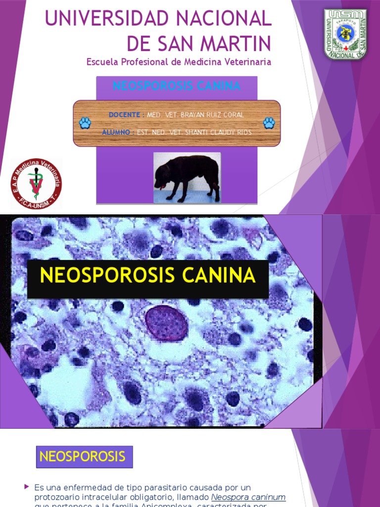 Neosporosis Canina | PDF | Enfermedades y trastornos | Epidemiología