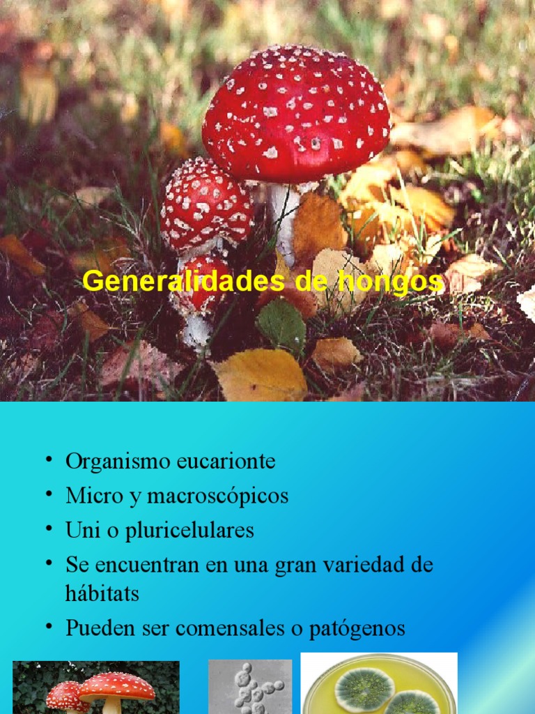 10 Generalidades de Hongos | Hongo | Citoplasma