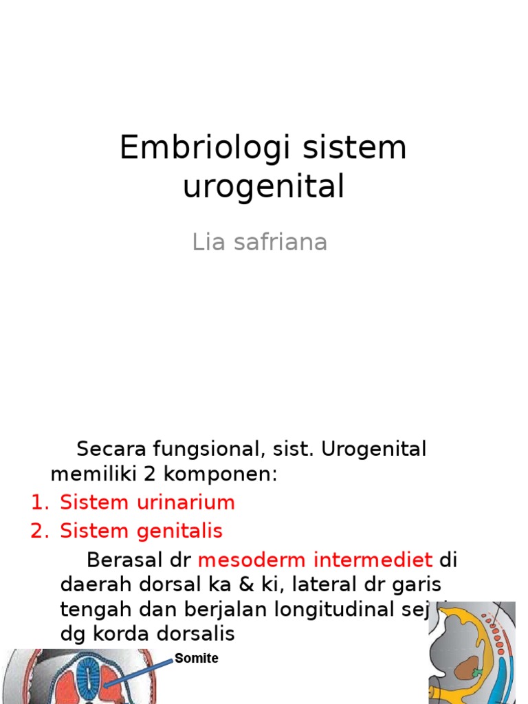 Embriologi Sistem Urogenital | PDF | Ilmu Sosial | Kesehatan Holistik
