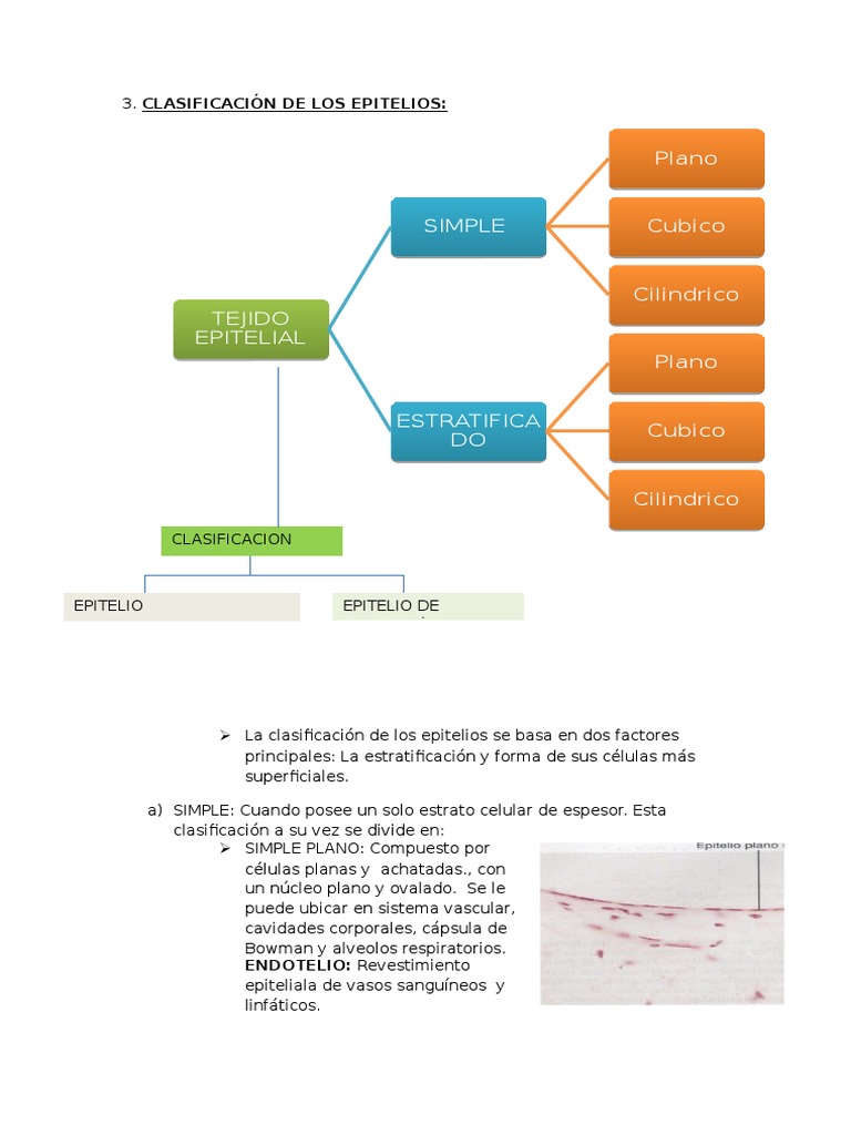 Clasificacion de Los Epitelios | Epitelio | Anatomía