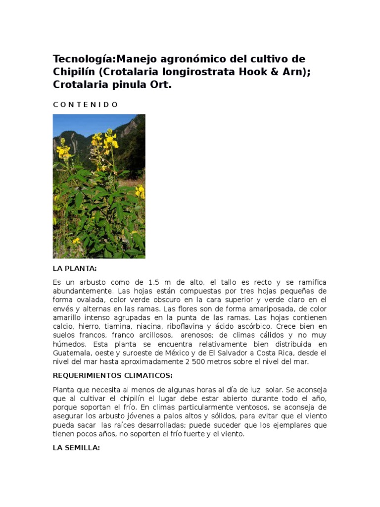 Cultivo de Chipilin | Siembra | Hoja