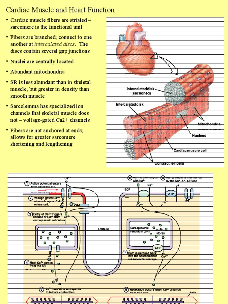 The Cardiac Conduction System: Controlling the Heartbeat Through ...