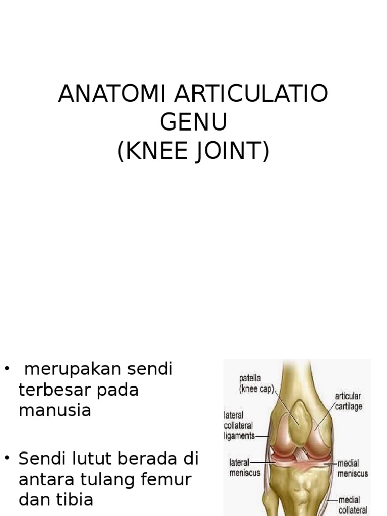 Anatomi Articulatio Genu Baru