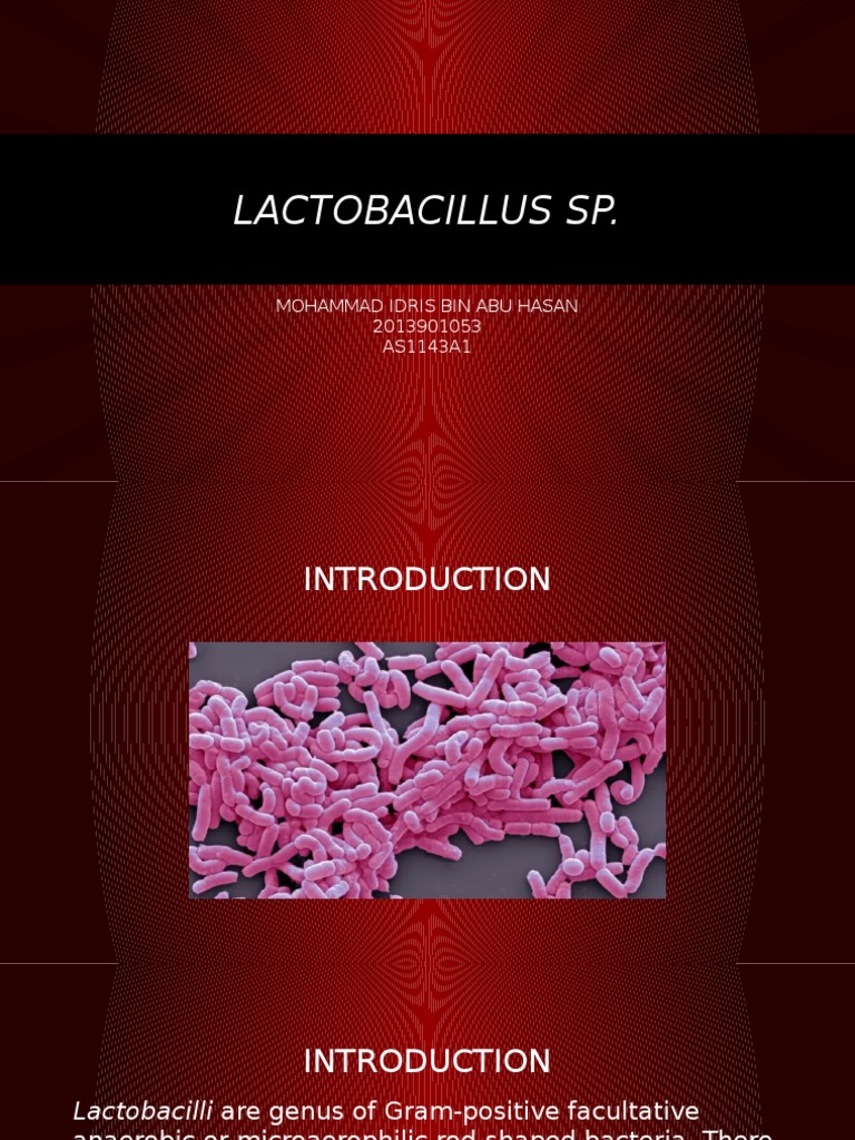 Lactobacillus Sp | Lactobacillus | Probiotic