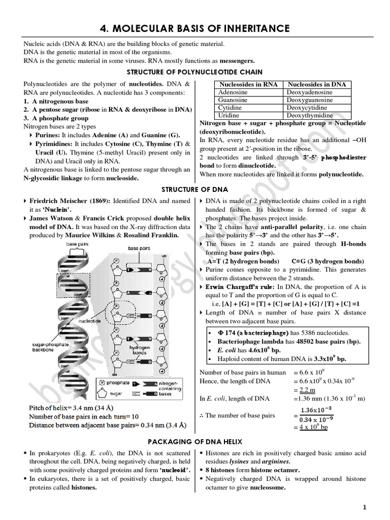 Molecular Basis of Inheritance | PDF | Operon | Genetic Code