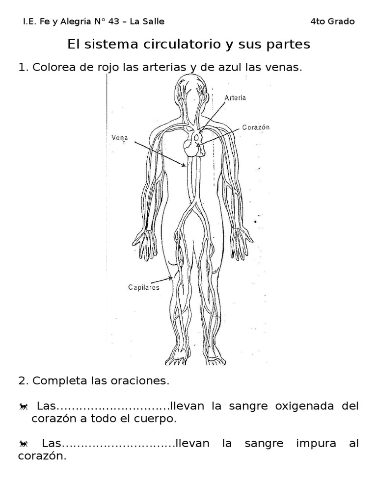 Aparato Circulatorio Para Colorear