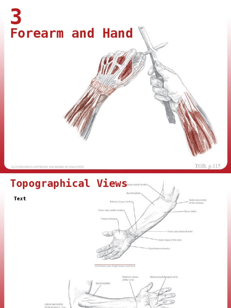 3-Forearm & Hand | PDF | Thumb | Hand