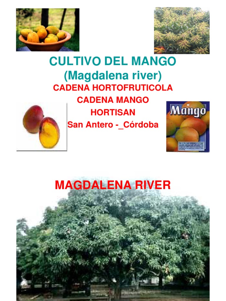 Cultivo Mango Puerco o Hilaza Magdalena River | PDF | Injerto | Agua