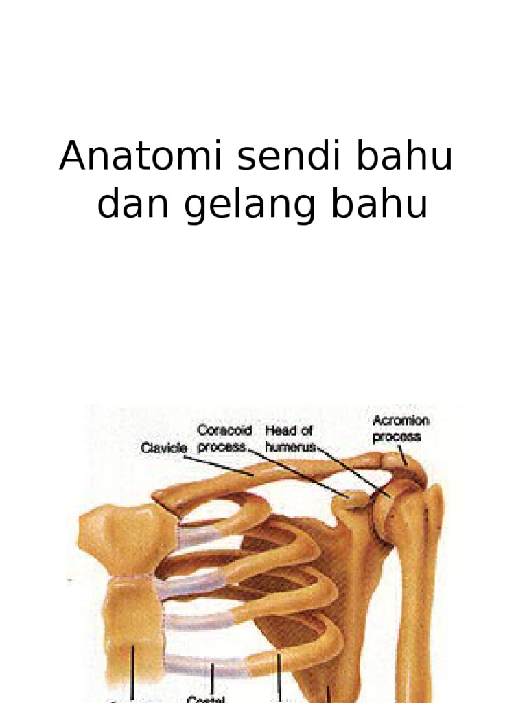 Anatomi Sendi Bahu | PDF