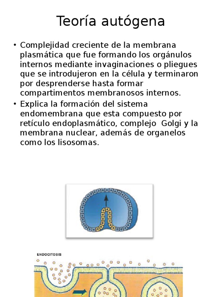 Teoría Autógena y Formación de Orgánulos | PDF