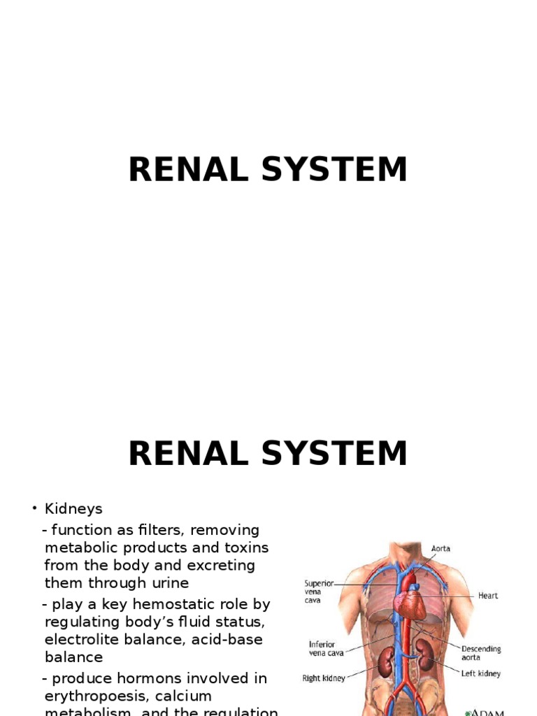 Human Kidney Anatomy Ppt