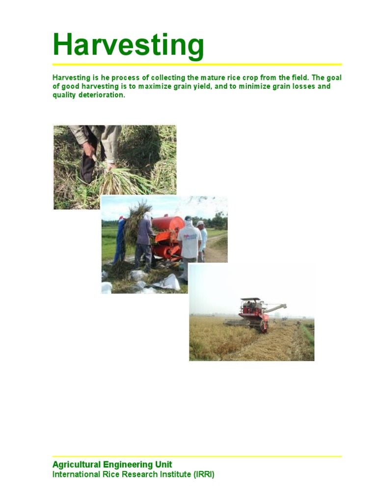 Training Manual Harvesting | PDF | Cereals | Rice