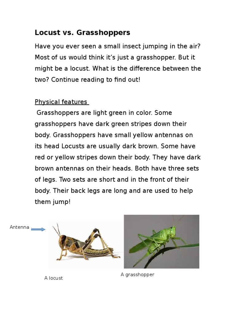 Locust Vs Grasshopper Difference