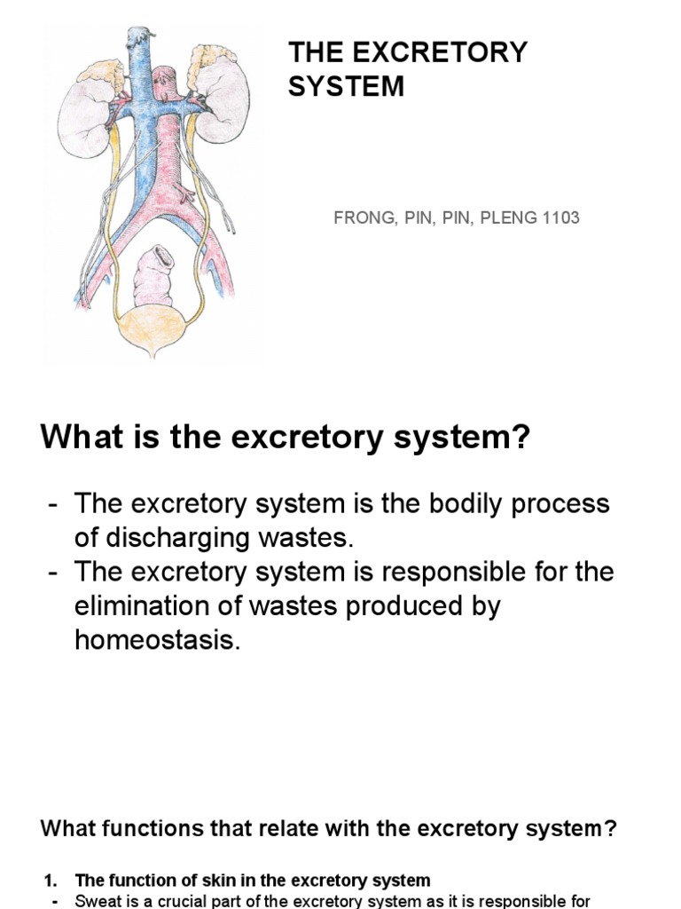 Excretory System Functions