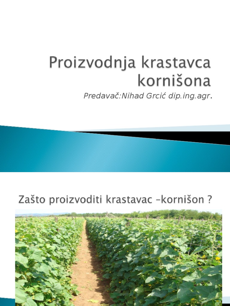 Kornisoni Prezentacija | PDF