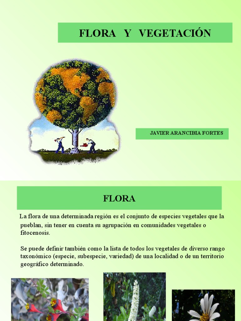 Flora y Vegetacion | PDF | Chile | Los bosques