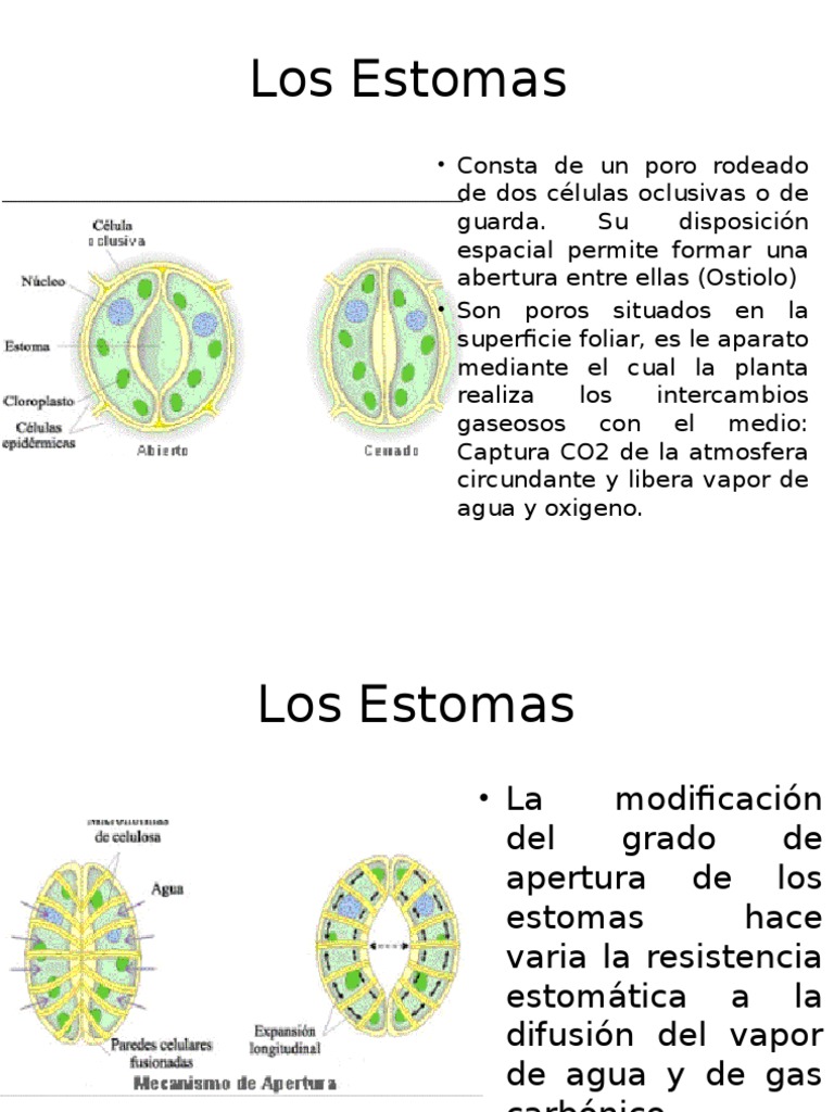 Estomas | Estoma | Hoja | Prueba gratuita de 30 días | Scribd