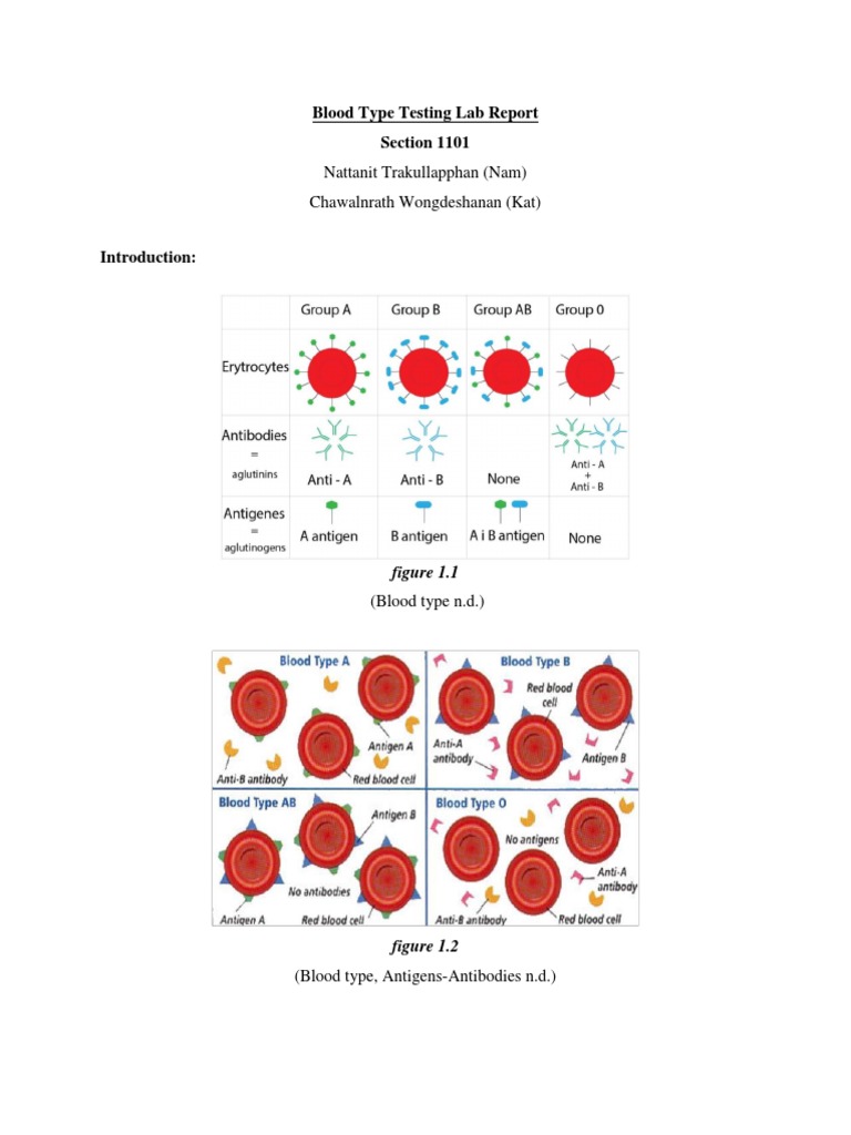 Blood Type Testing Lab Report | PDF | Blood Type | Zygosity