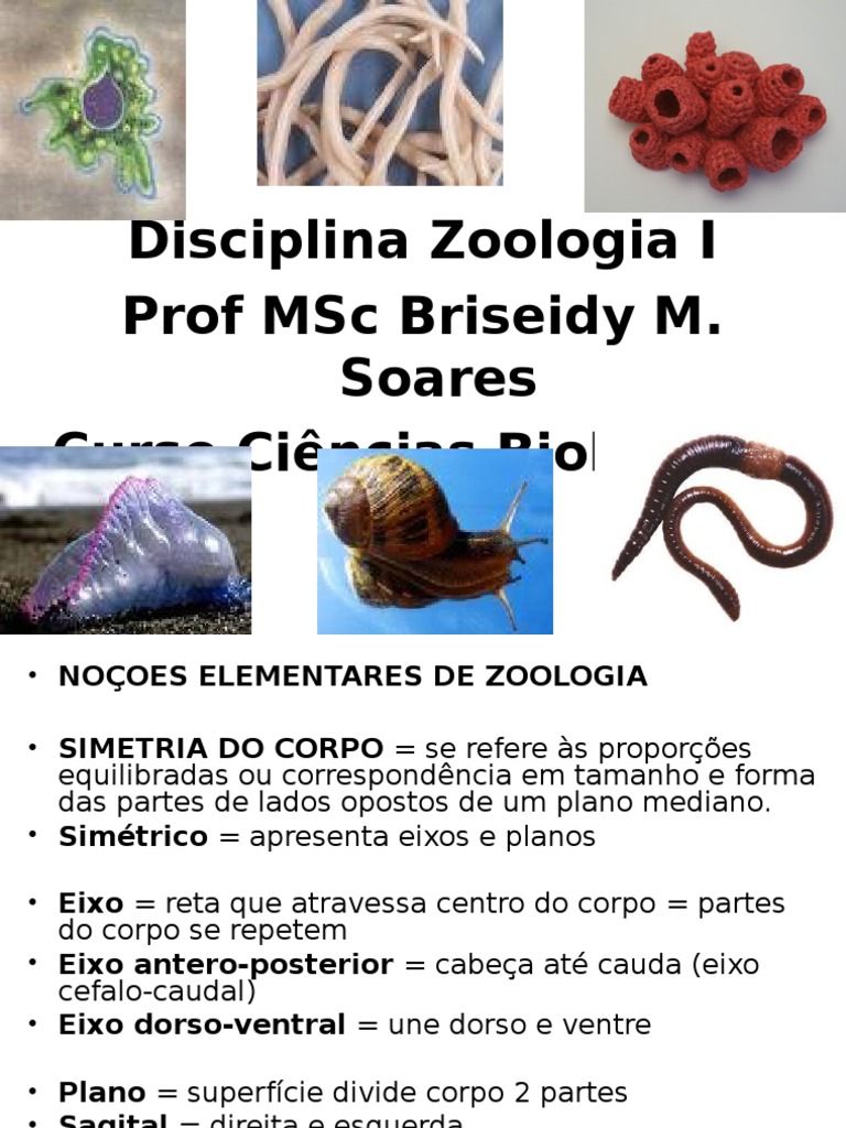 Tipos de Simetria em Animais | PDF