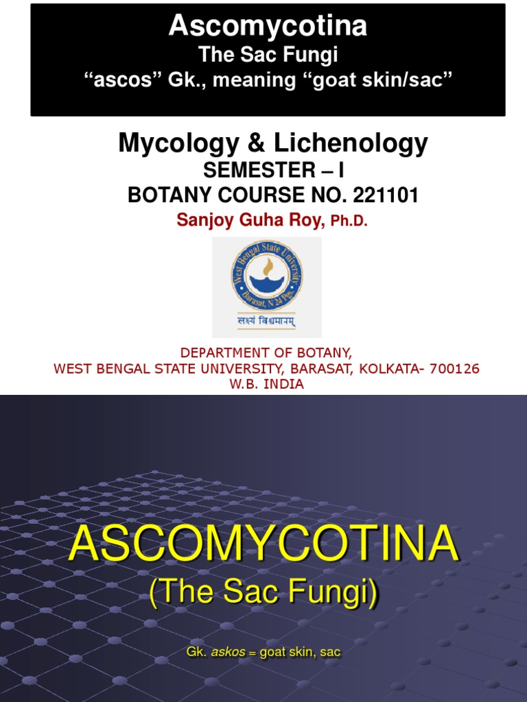 Ascomycotina Class PPT 2014 | PDF | Mycology | Anatomy