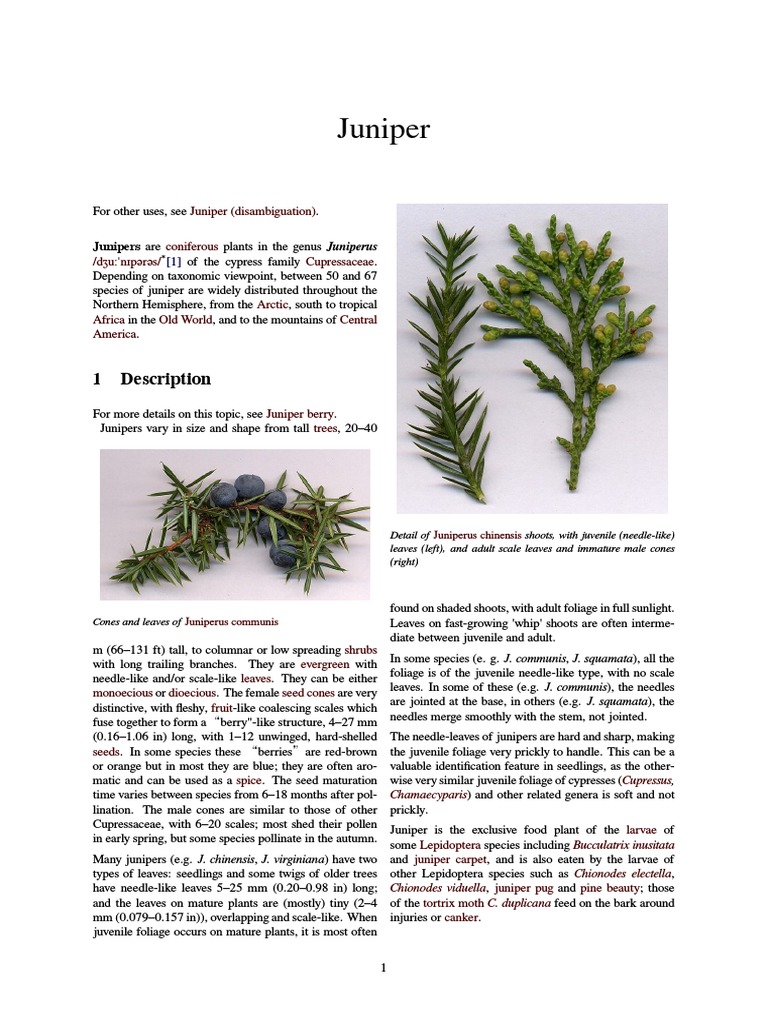 Juniper | PDF | Trees | Botany